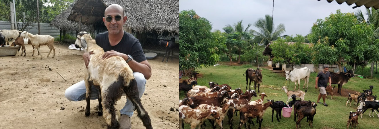 Goat Farming – Paalaar Urban Farms